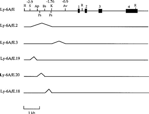 Schematic Representation Of Genomic Deletion Constructs Used To Define Download Scientific