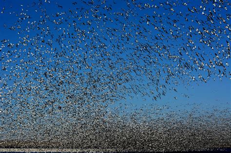 Grasslands A Disappearing Ecosystem The National Wildlife Federation Blog