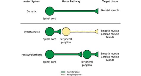 Peripheral Nervous System Introduction To Neurobiology