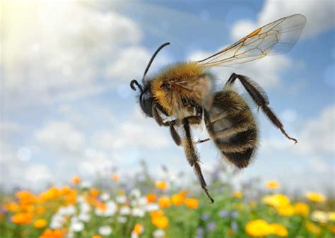 How Do Bees Fly Discover The Science Of Bee Flight Bee Professor