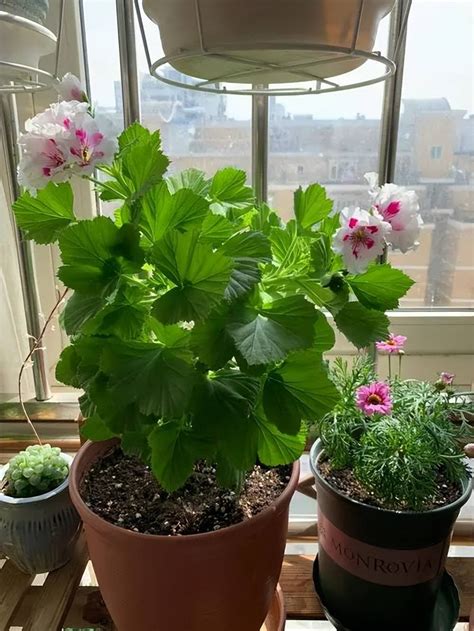 5月及时给两种花扦插备份花期长开得多一盆轻松变多盆 搜狐大视野 搜狐新闻