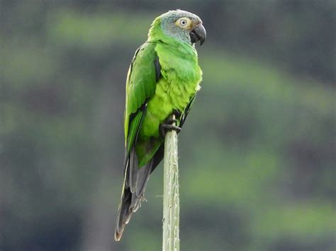 Dusky Headed Parakeet Ebird