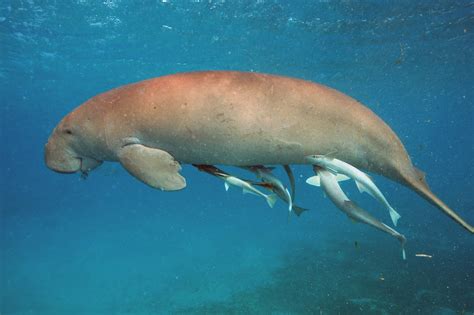 Dugong In Great Barrier Reef 2025 2026 Roveme