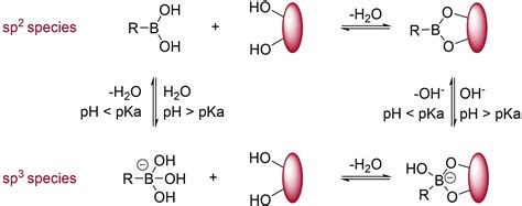 Stimuli‐responsive Boronate Formation To Control Nucleic Acid‐based