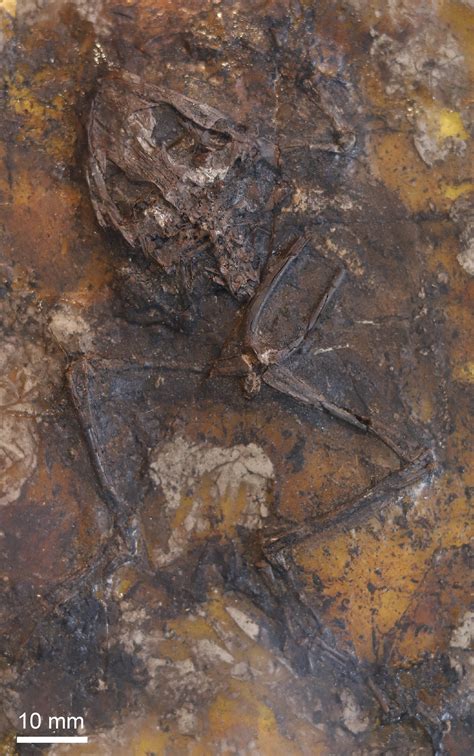 Ancient Swamp Was A Sex Death Trap For Fossil Frogs Trueviralnews