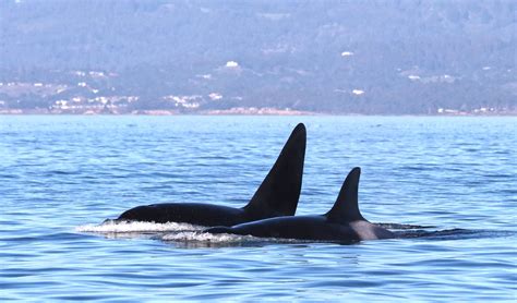 An Orca Couple MY INVISIBLE HUSBAND ECHOES OF HEALING Shelley Lynch Photography