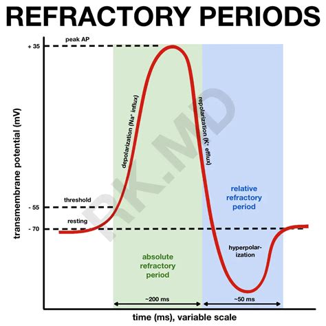 Absolute And Relative Refractory Periods RK MD