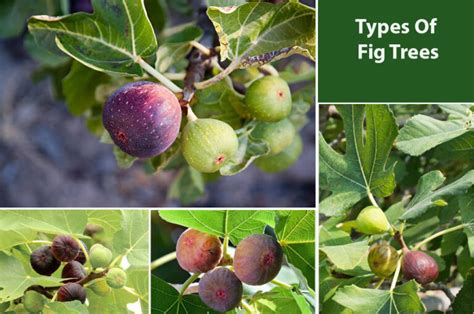 Types Of Fig Trees Species And Popular Kinds Embracegardening