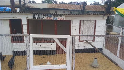 Kaluas Banda La Kuku Wa Kienyeji