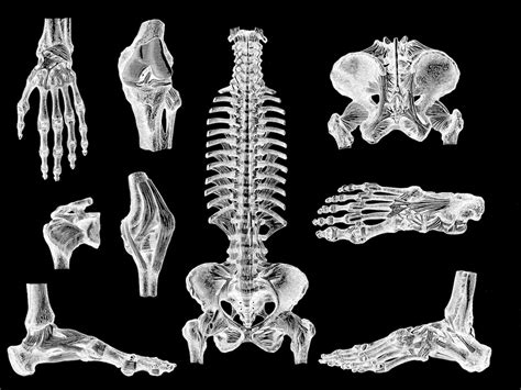 ¿el Cuerpo Humano Tiene 206 O 219 Huesos Cómo Impacta En La Salud El