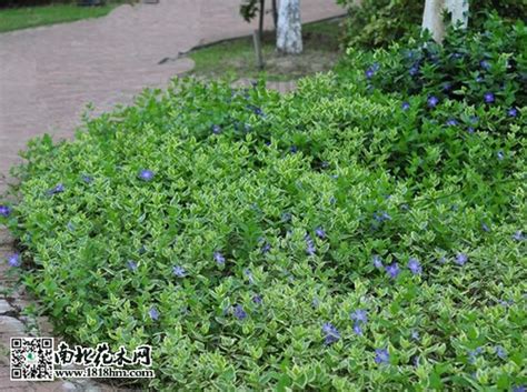 花叶蔓长春图片及介绍 花乡人文 南北花木网