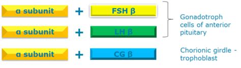 15 Reproductive Hormones And The Hpg Axis Flashcards Quizlet
