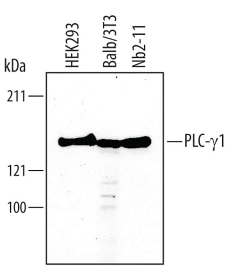 Humanmouserat Plc Gamma 1 Antibody R D Systems 100μg Unlabeled