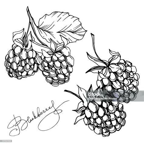 벡터 블랙 베리 건강 식품 흑백 잉크 아트가 새겨져 있습니다 절연 베리 일러스트 요소입니다 개념에 대한 스톡 벡터 아트 및 기타 이미지 Istock
