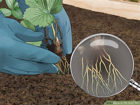 Easy Ways To Fix Root Rot WikiHow