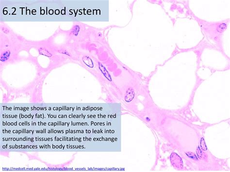 Adipose Connective Tissue Capillary