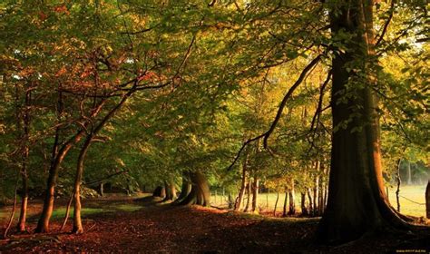 Обои Природа Лес обои для рабочего стола фотографии природа лес осень Обои для рабочего