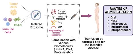 Exosomes For Protein Delivery Creative Biostructure