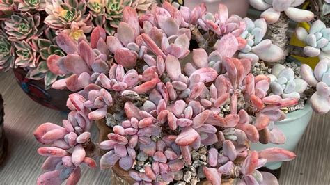 신데렐라가 핑크색으로 물들었어요 흑사금은 더 풍성해지고 도태랑은 다져지고 핑크색 손톱이 예술이네요 이쁘게 물든애들 구경하세요~~~~~~💕 Youtube