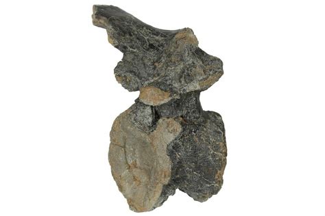 Ornithopod Dinosaur Vertebra Isle Of Wight England 51 Off