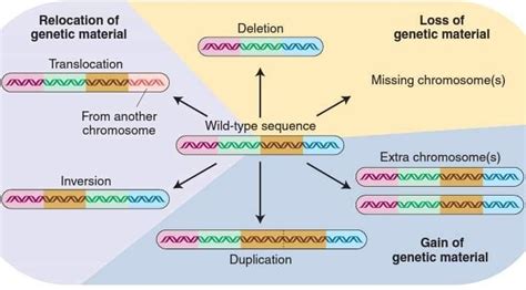 Hanaa Fayed On Linkedin Types Of Chromosome Mutations ‼ The Illustration Is Divided Into Three…
