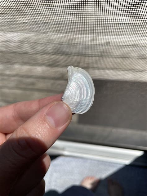Found On The Bay Side Of Cape Cod R Shells