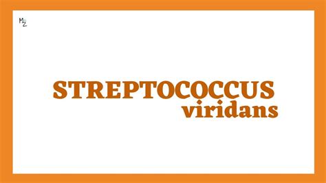 Viridans Streptococci S Sanguinis S Mitis S Mutans S Anginosus S Salivarius Youtube