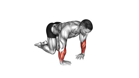 Forearms Exercises Workout Guru