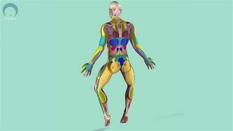 Trigger Points Explained Youtube