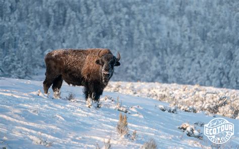 Ask A Naturalist How To Identify Male And Female Bison Eco Tour