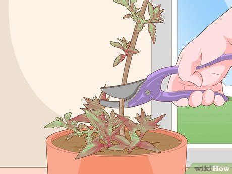 5 Simple Ways To Care For Fuchsia Wikihow Life