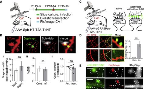 Dually Innervated Dendritic Spines Develop In The Absence Of Excitatory Activity And Resist