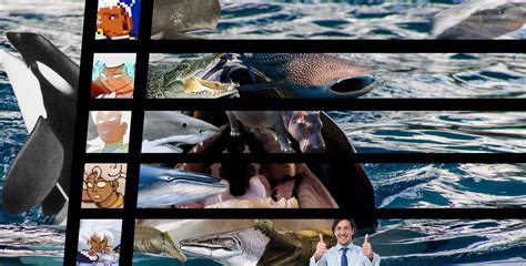 Orca Tier List By Ssundpool On Deviantart