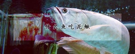 梭子蟹放水里可以活多久 发财农业网