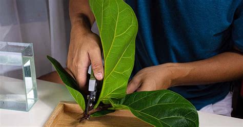 How To Propagate Ficus From Stem Cuttings Gardeners Path