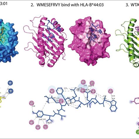 A Population Coverage Of Selected Peptides Binding To The Mhc Class I Download Scientific
