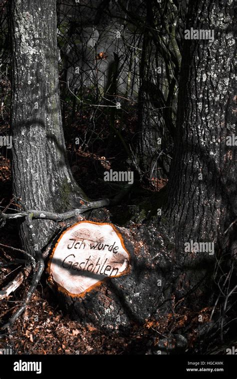 Funny Tree Hi Res Stock Photography And Images Alamy