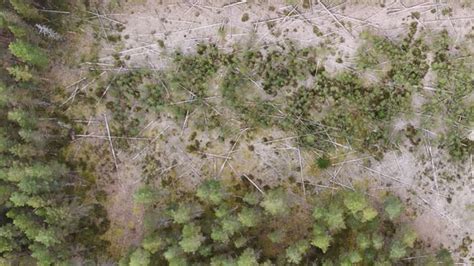 2024 11 12 Seminar Spatial Ecology Of Rotational And Continuous Cover