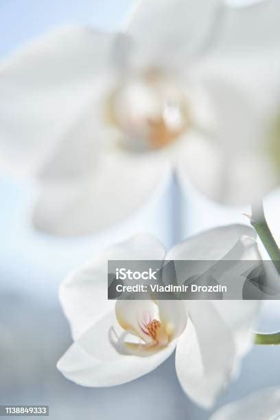 태양 빛에 흰 난초 녹색 새싹 새 꽃 나비 호 접 Synadena 그 라 피아 킹 듐 Kingidium Lesliea Stauritis 폴 리 크로 0명에 대한 스톡 사진