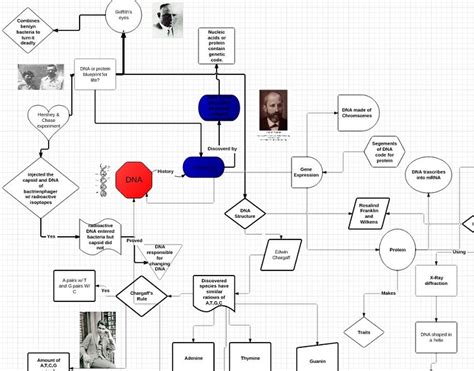 Concept Map Of Dna Structure Map Of World