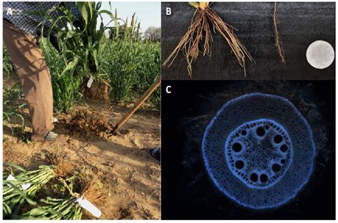 High Throughput Root Phenotyping Opportunities And Challenges For The