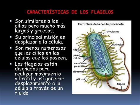 Caracteristicas Y Funcion De Los Flagelos Brainlylat