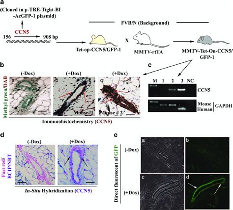 Generation Of Conditional Transgenic Mice Bearing Ccn5 And Gfp