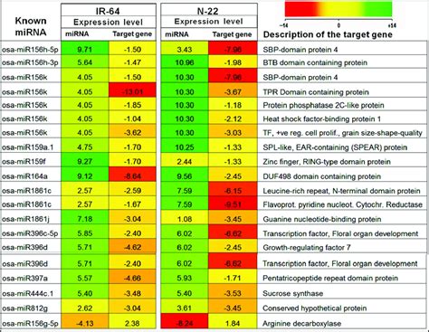 Heat Map Showing Some Of The Differentially Expressed Known Mirnas And Download Scientific