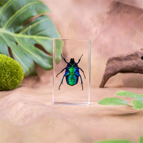 Insects In Resin Butterflies And Beetles Also Available Wholesale