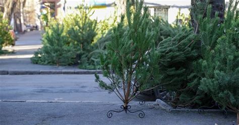 Лісництва Одеської та Миколаївської області виростили на продаж понад