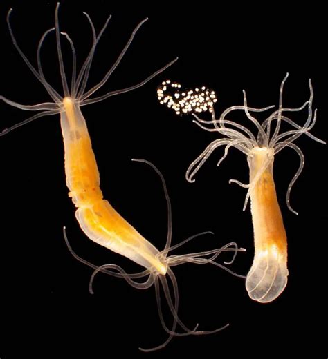 Hydra Biology Classification Characteristics And Reproduction