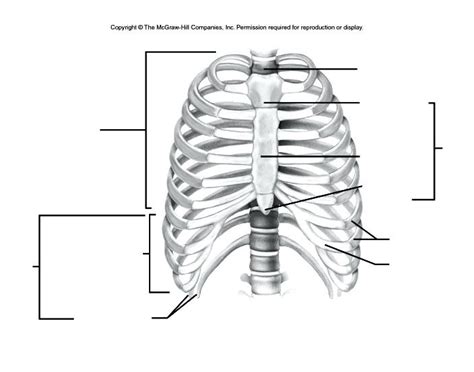 vertebral column labeling vertebral column — printable worksheet