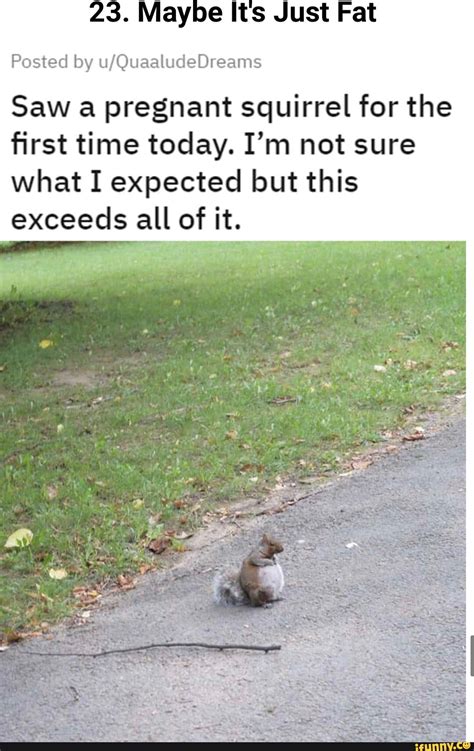 23 Maybe Its Just Fat Posted By Saw A Pregnant Squirrel For The First