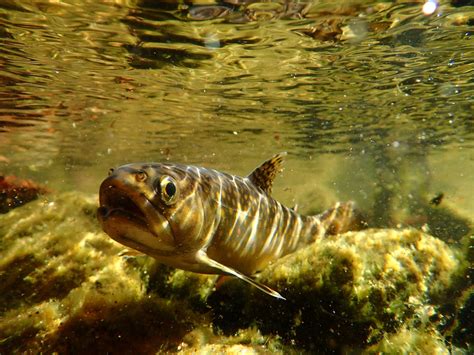 Trout Stream Fish Habitat Section